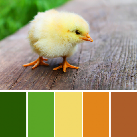 Spring Colour Palettes + Hex Codes - Mean Creative